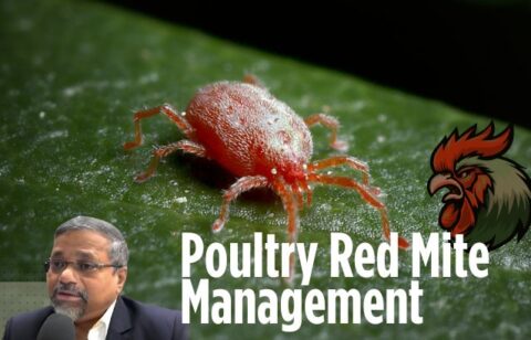 Poultry Red Mite Management | green way | Jaiguru Kadam