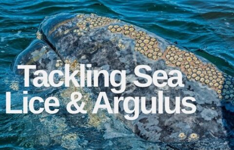 Natural Management of Ectoparasites: Tackling Sea Lice & Argulus ...