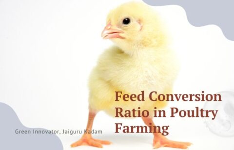 Feed Conversion Ratio (FCR) in Poultry Farming: The Key to Efficiency ...